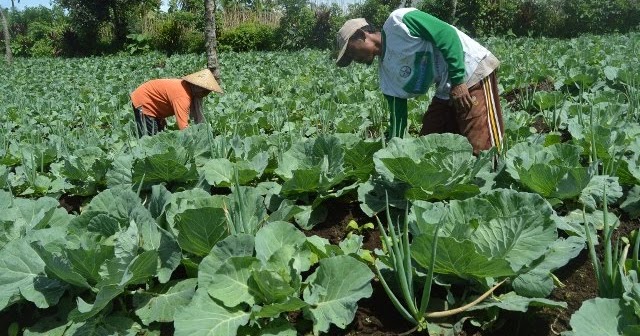 Konsep 40+ Bentuk Kegiatan Pertanian