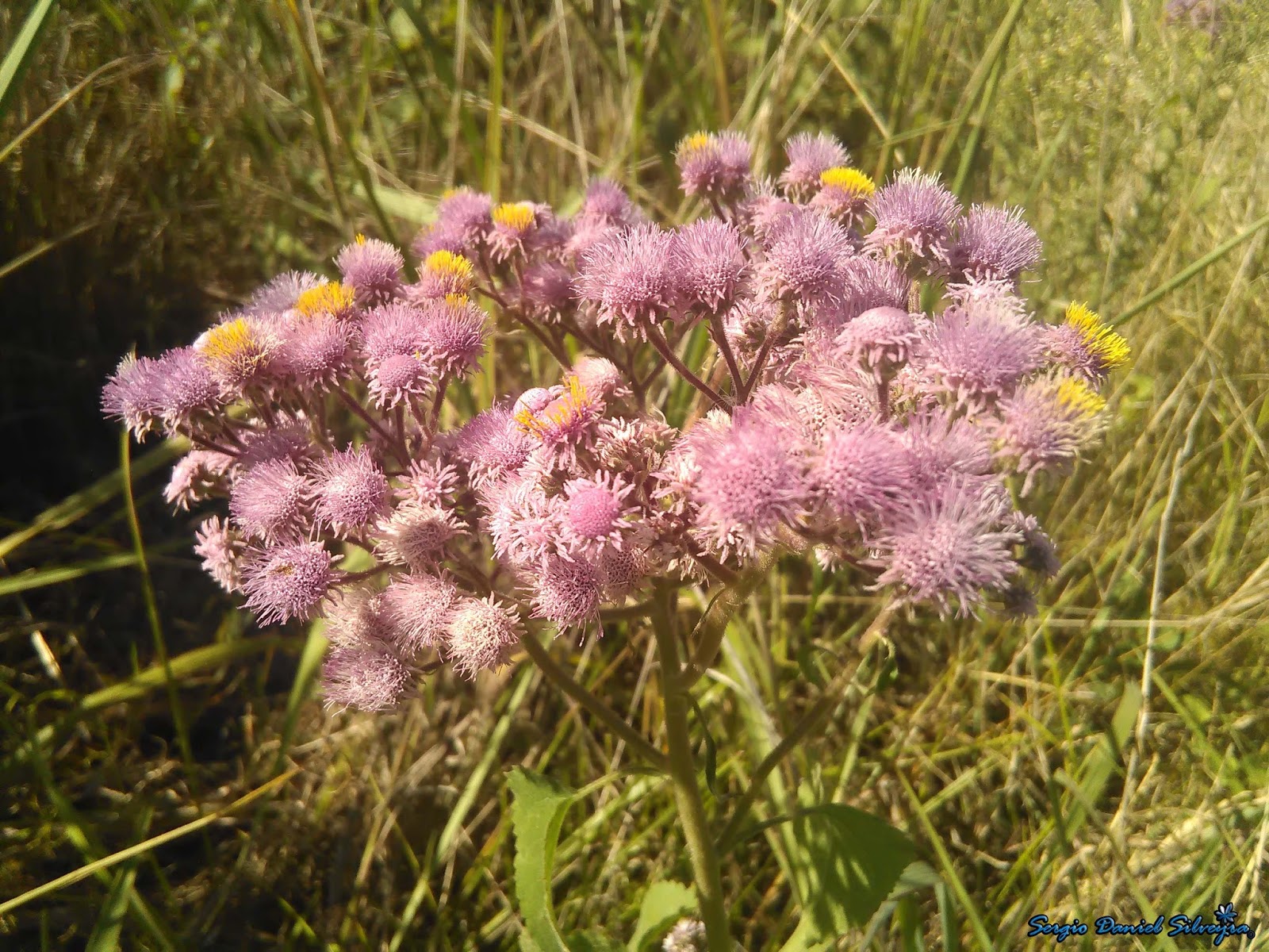 Flora Nativa de Entre Rios