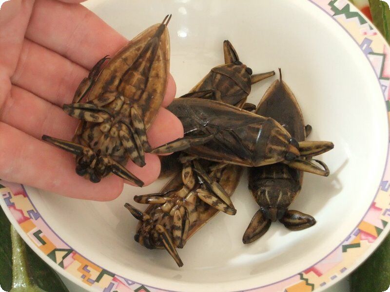 Food in Northeast Thailand: ANT EGG CURRY ~ VAGAYBOND