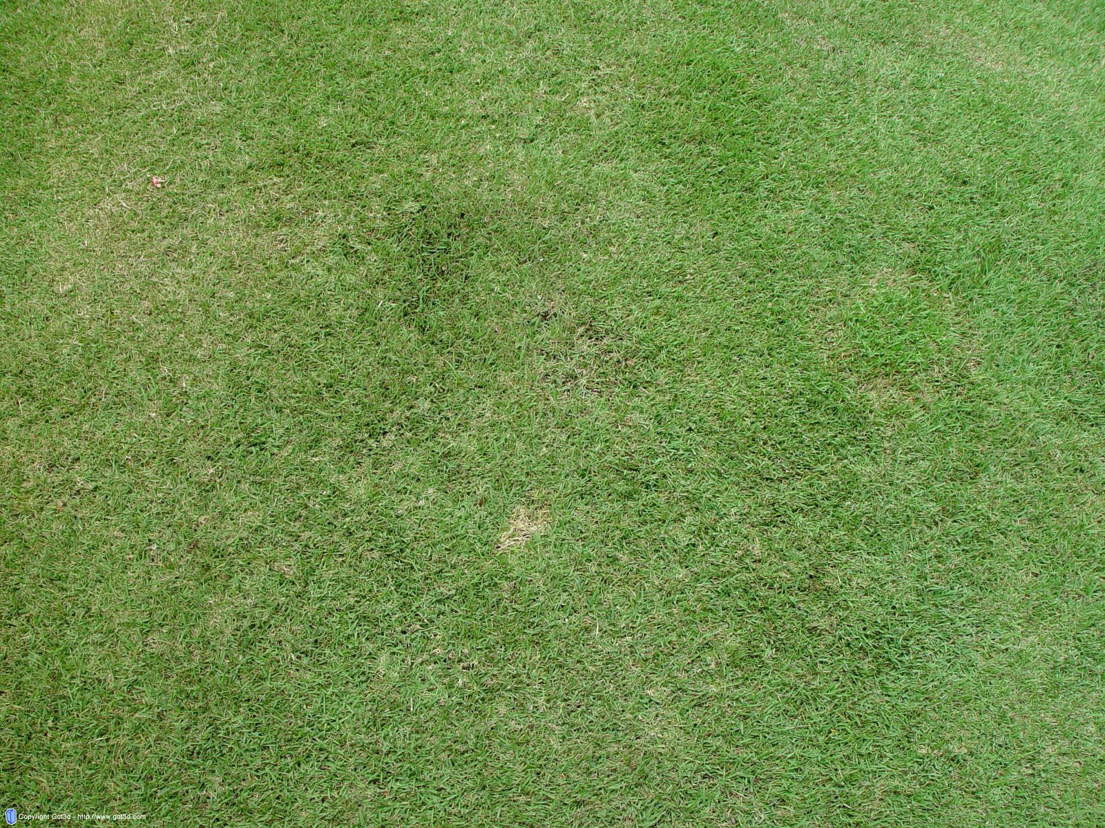 2D Grass Texture