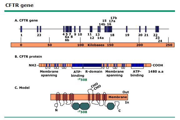 EL RINCÓN DE LA MEDICINA INTERNA. juanpedromacaluso@yahoo.com.ar: 10/01 ...