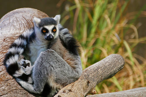 .: Primitive Primates