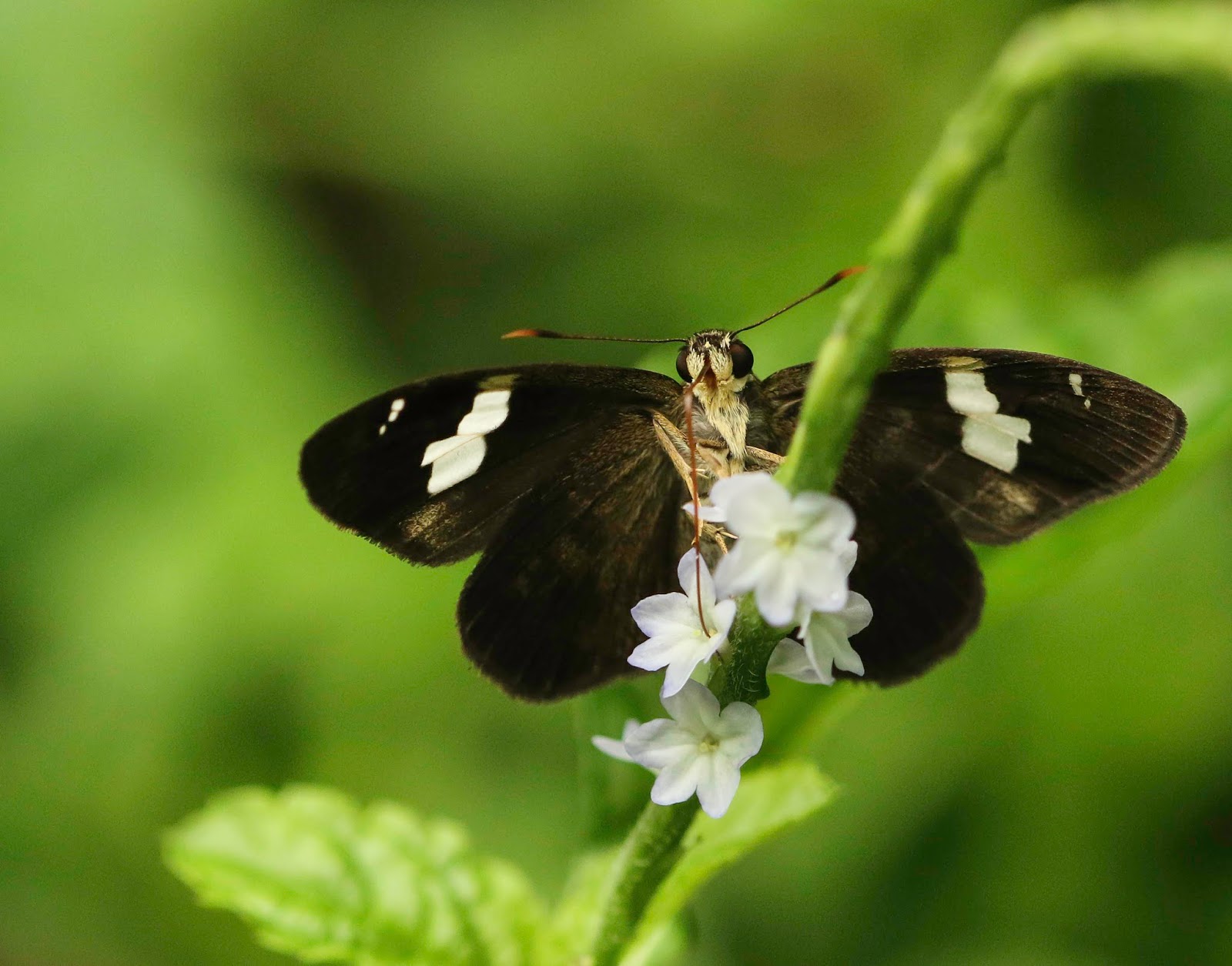 Butterflies of Vietnam: 203. Celaenorrhinus asmara consertus (The White ...