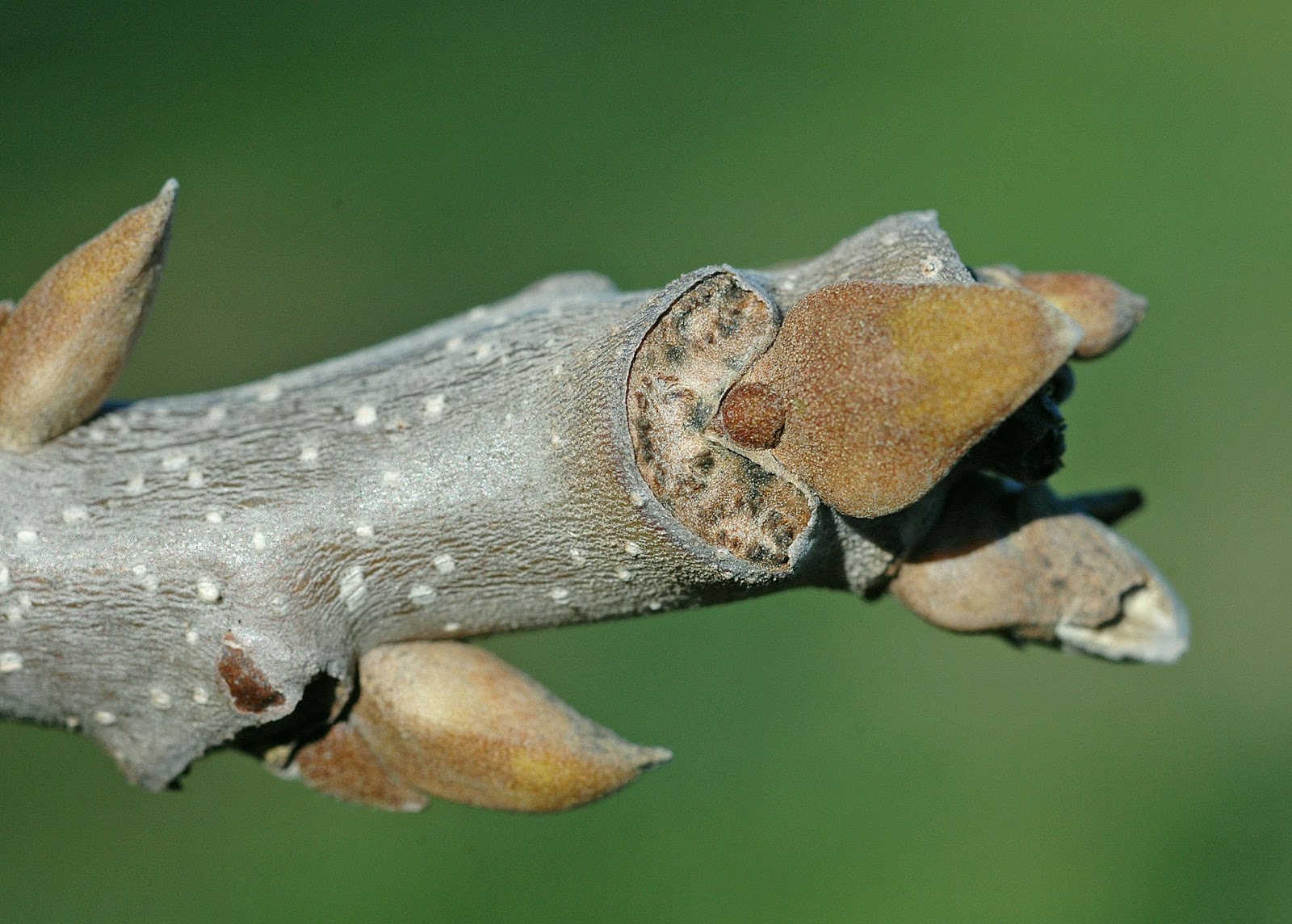 Northern Pecans: Pecan tree starting to push