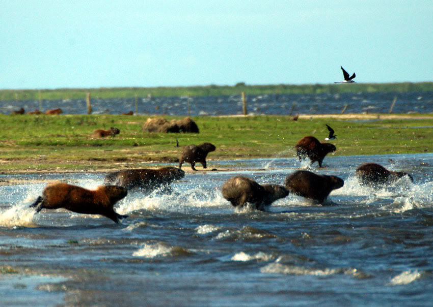 TCHÊ : TURISMO: ESEC TAIM