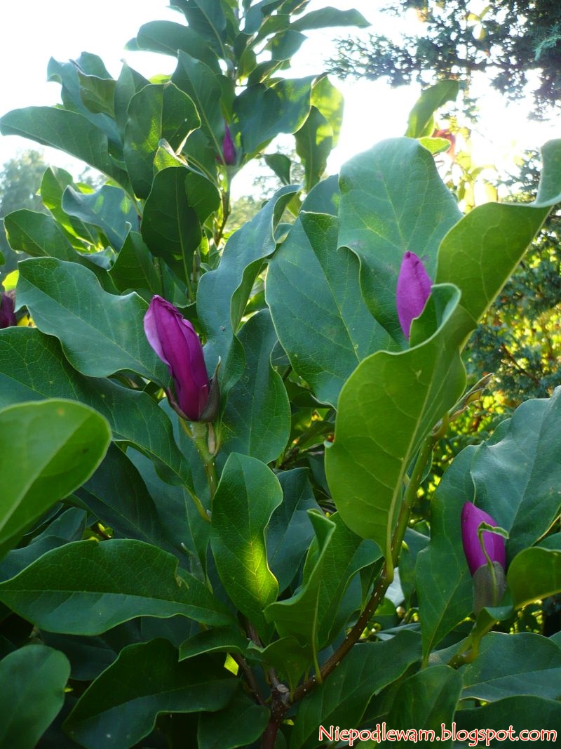 niepodlewam: Aby magnolia kwitła dwa razy