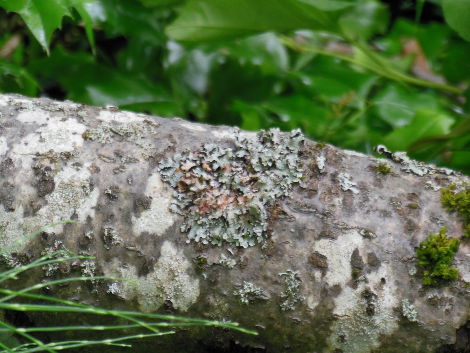 Nature's Musings: UBNA Walking Guide