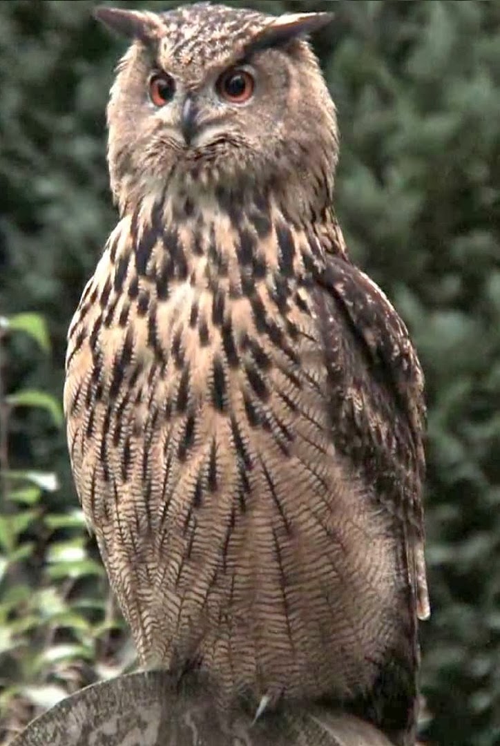 El Valle de Sabero: Egagrópilas