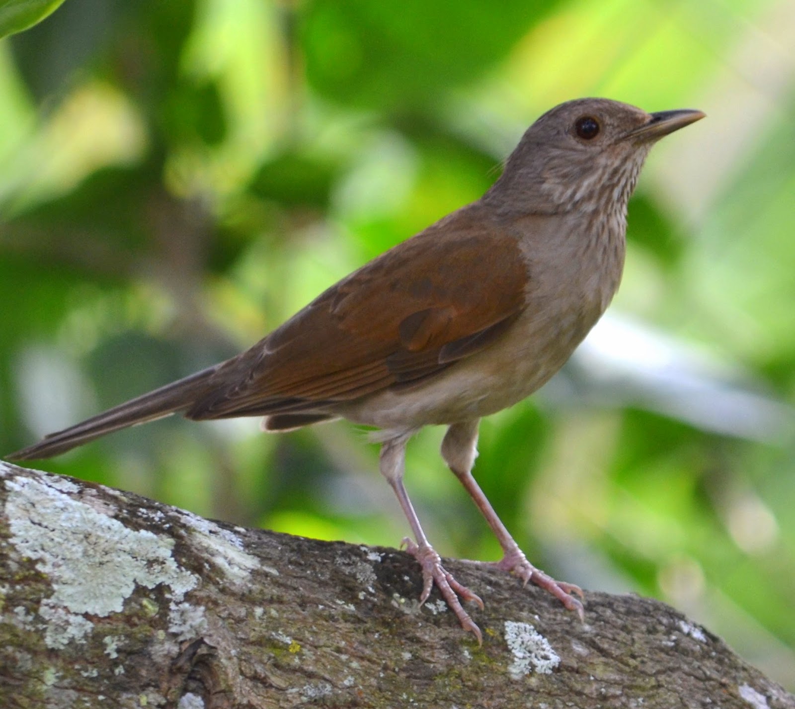 Aves de Jardín . Birds in our garden: Como se llama ese Pajarito?