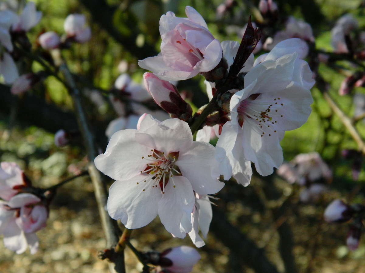 LA MULTI ANI, ROMANIA!: Migdal inflorit