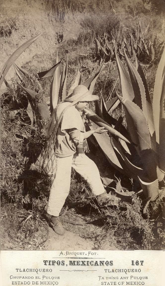 Pulques Finos "La Virtud"