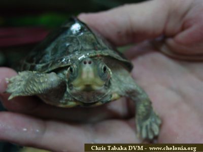 Care of Indian Tent Turtle (Pangshura Tentoria):-