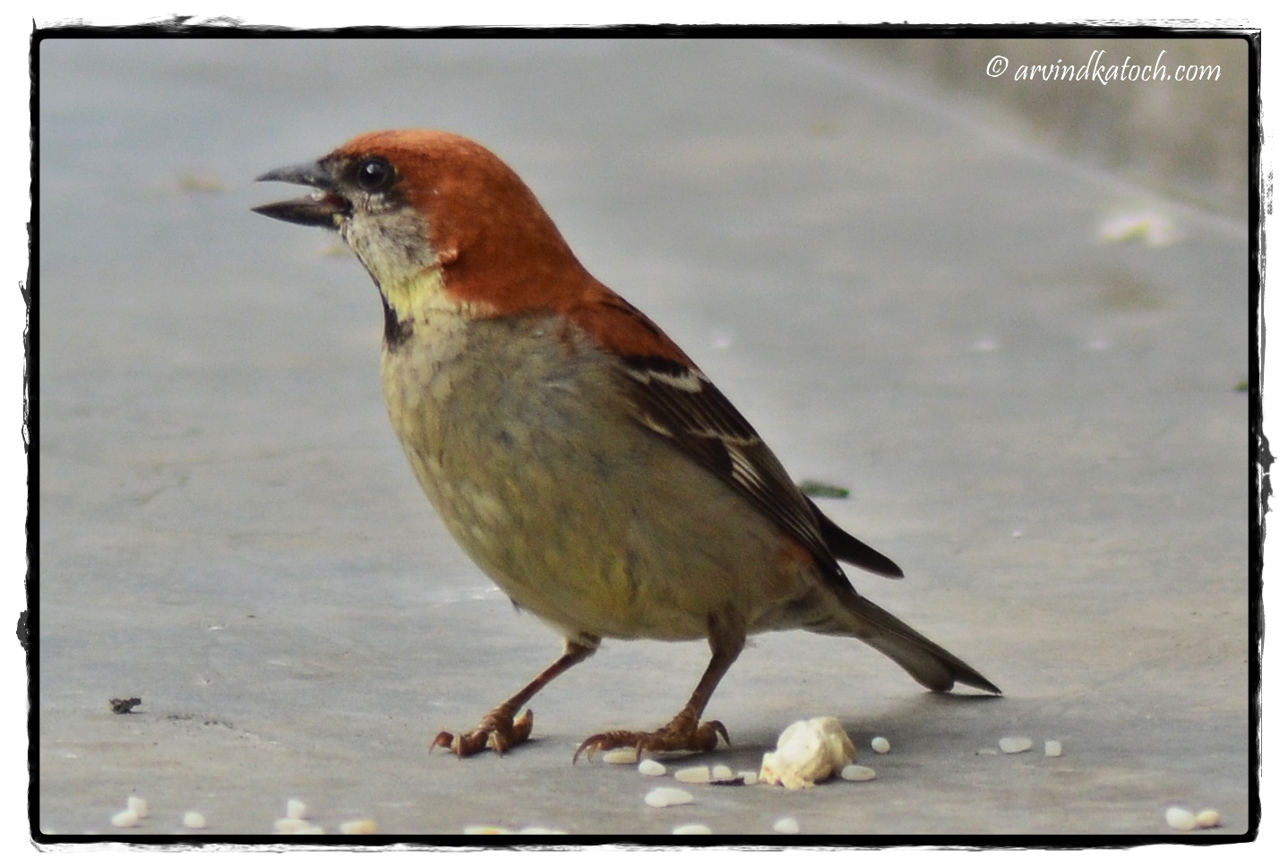 Russet Sparrow (Passer rutilans) Pictures and Detail