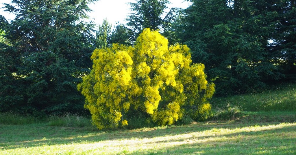 Arboretum Vert Ecarlate: Genêt de l'Etna en fleurs
