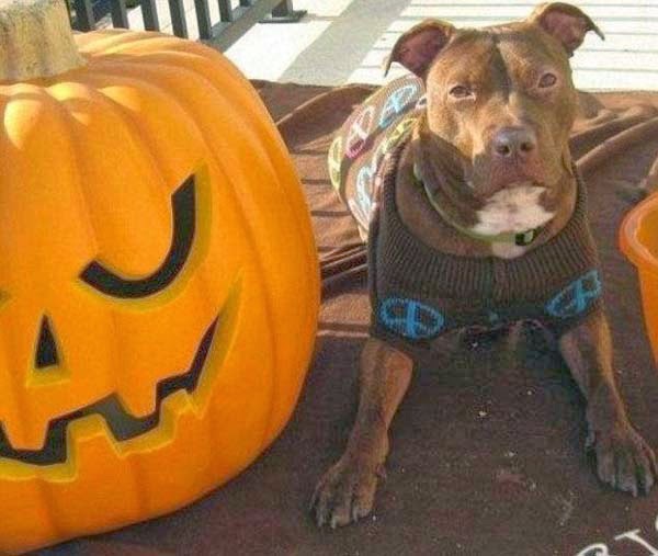 LA ASOMBROSA TRANSFORMACIÓN DE ESTE PERRO RAQUÍTICO Y MORIBUNDO | Mis ...