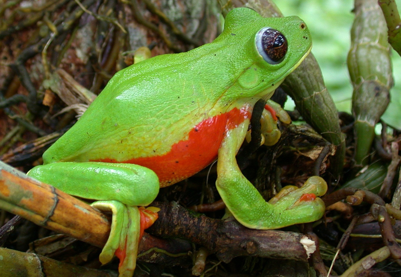 Species New to Science: [Herpetology • 2018] Taxonomy of Litoria ...