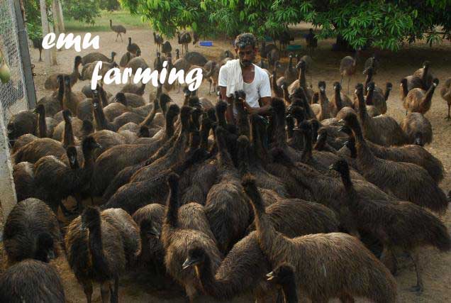 Ideas For Business: How to Start a Profitable Emu Farming Business