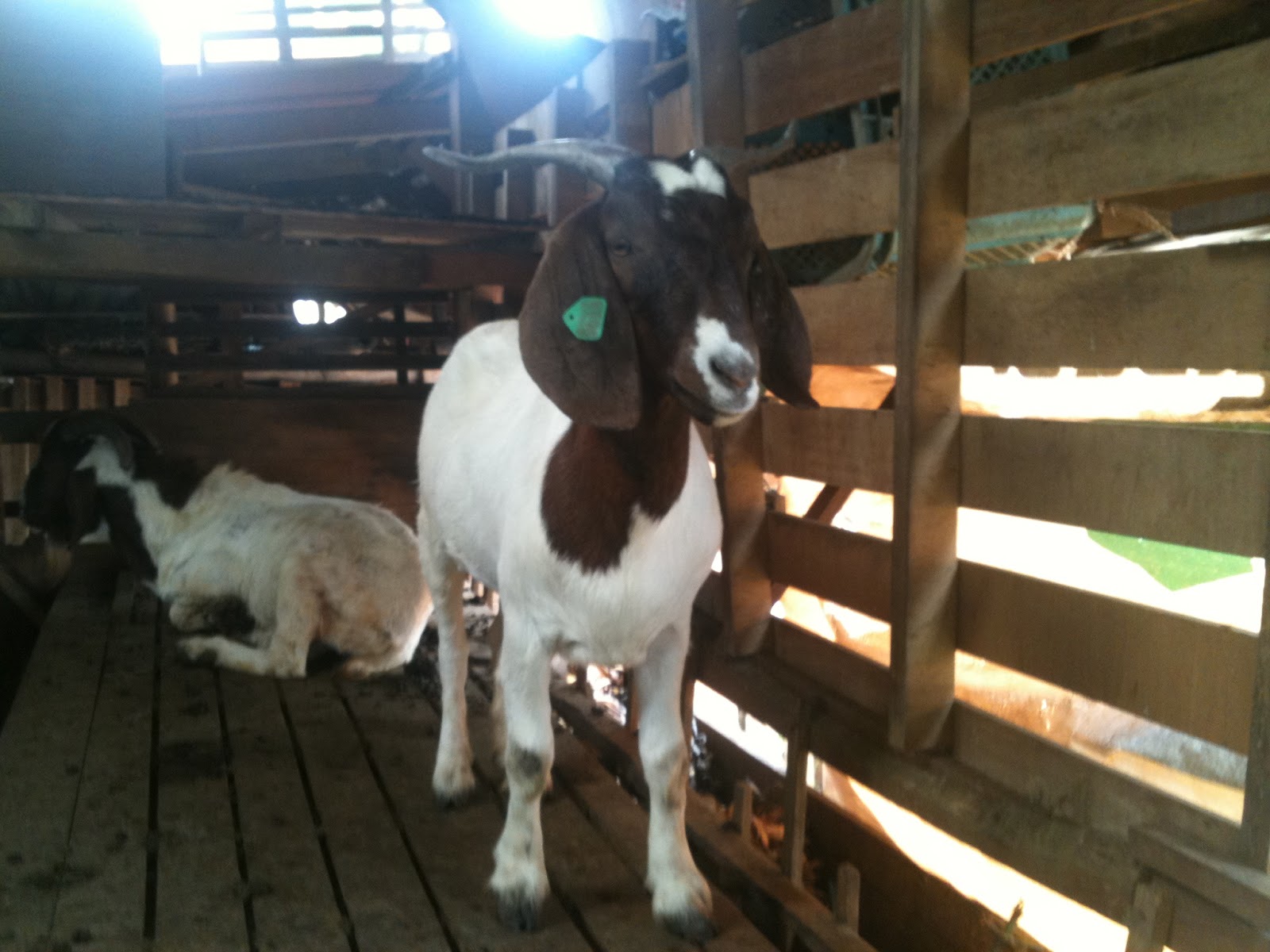 Goodie and Cheapie: Kambing / Goat For Sale Native, Boer and Anglo ...