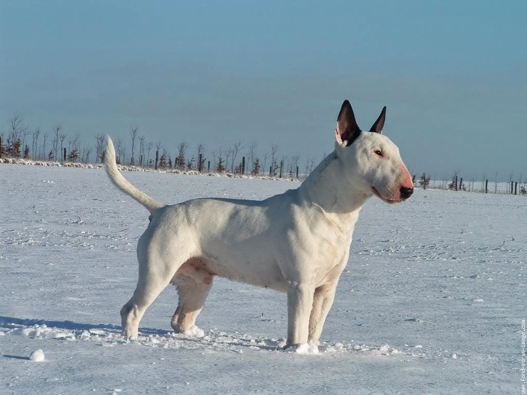 Dog Breed: Information, Tips for Care: About Bull Terrier