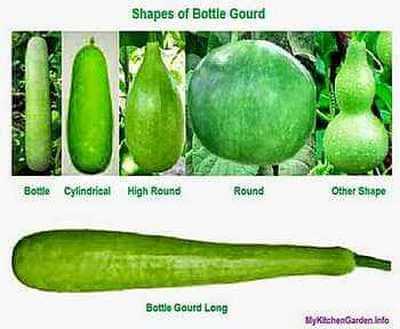 How To Grow And Care For Bottle Gourd