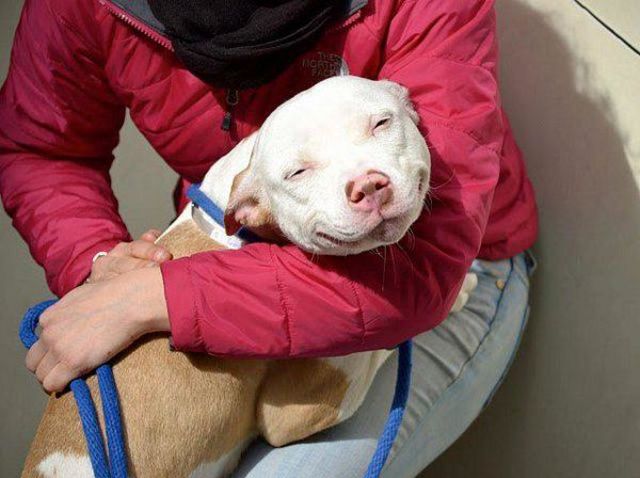 These Pictures Of Adopted Dogs Going Home For The First Time Will Warm ...