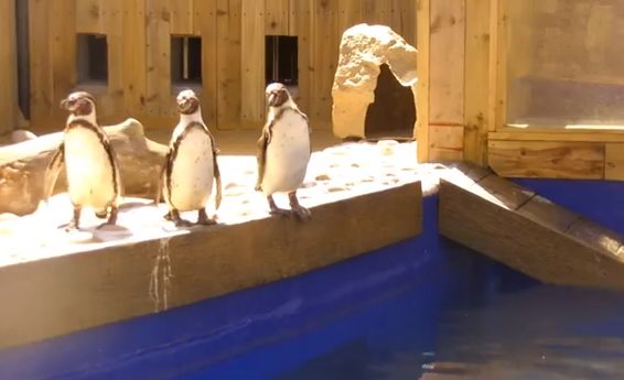 All about plants and planters: Penguin nesting boxes part deux