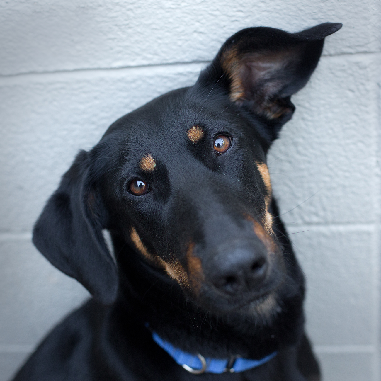 Shelter Dogs of Portland: "SYBIL" dobie mix