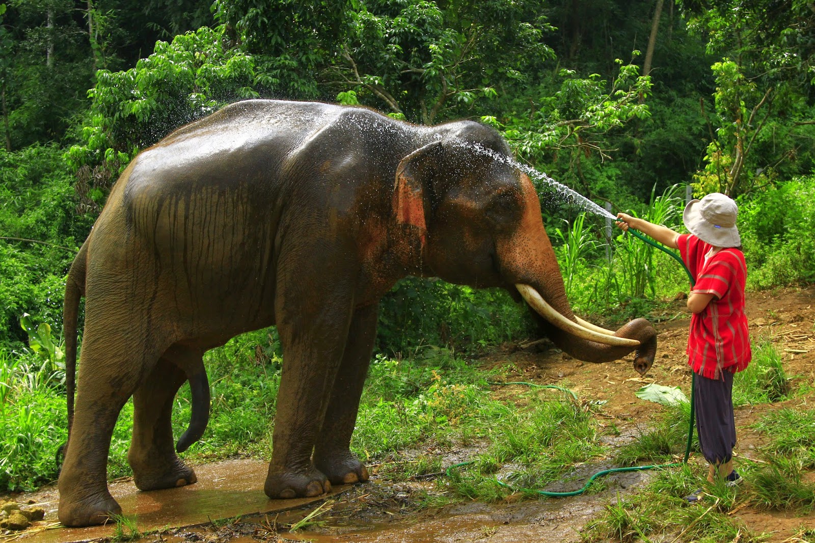 Chiangmai : INCURSION EN PACHYDERMIE...