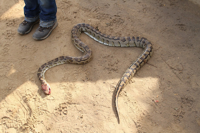 12, le Python de Séba : vlan ! sur le crâne et hop ! dans le sac...