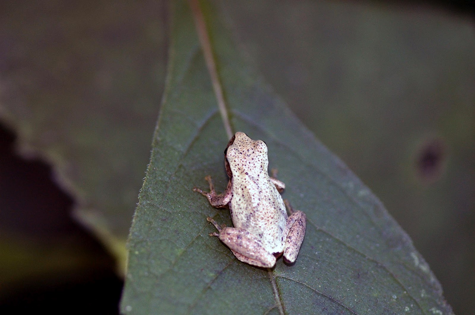 Field Biology in Southeastern Ohio: August, Summers Home Stretch