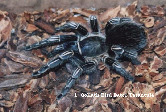 In Birdy's Eyes:: Lithuanian: Didžiausias pasaulyje voras