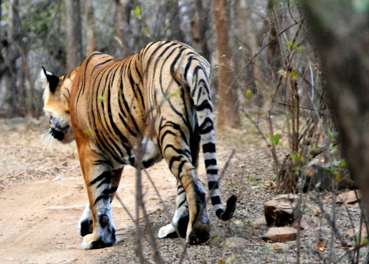 Indian Tiger Diaries: Sultan (T 72) - The Wandering Prince