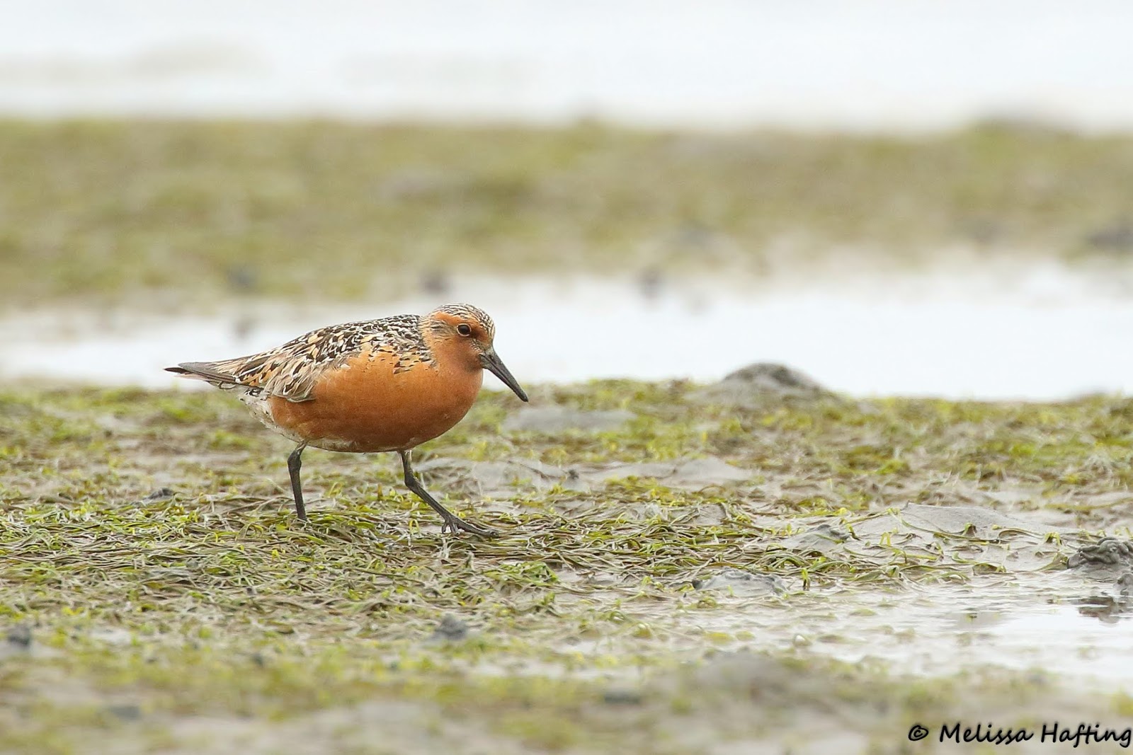 RED KNOT EXTRAVAGANZA!