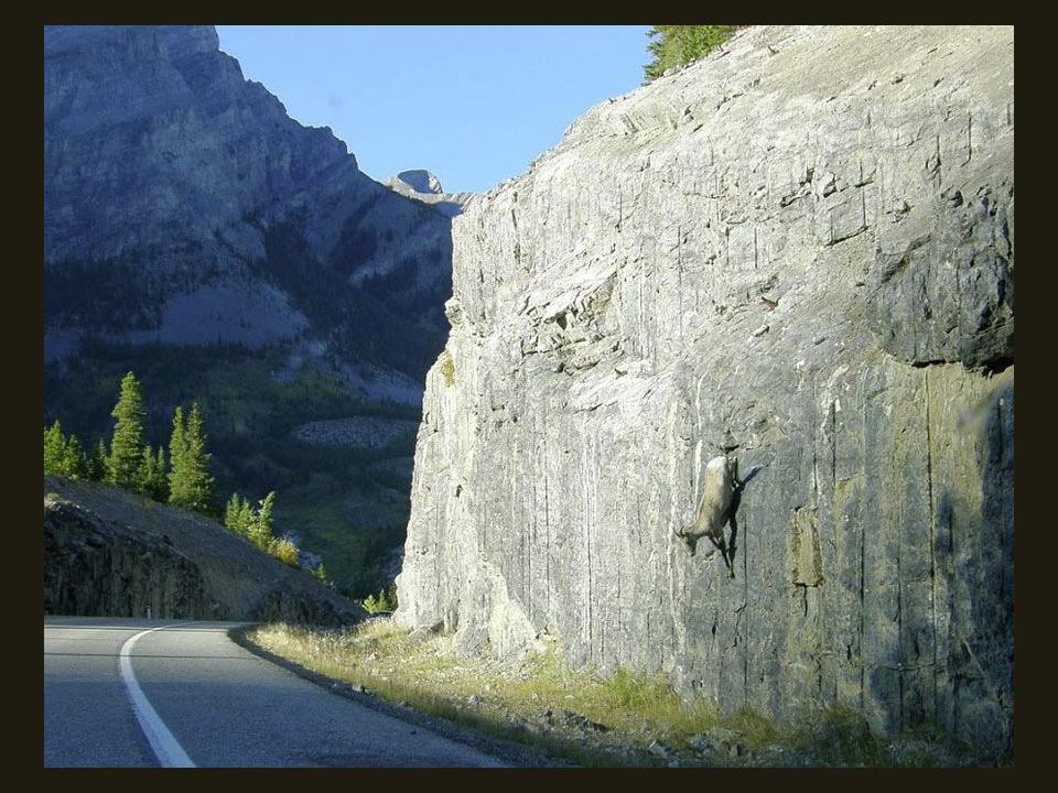 CLASA NOASTRĂ: [ FOTO ] CAPRA DE MUNTE