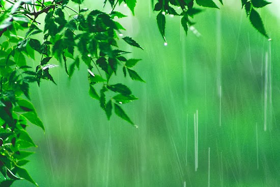 Green Rain Wallpaper - rebsays