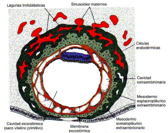 SISTEMA CARDIOVASCULAR GRUPO: 7-13 EMBRIOLOGIA: Capitulo 4: Segunda ...
