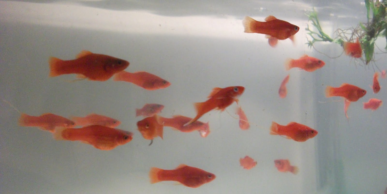 AQUARIUM BOUTIQUE: XIFO ROSU