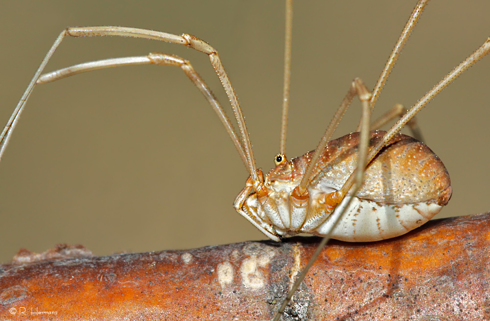 fotosricardo-h: SEGADORES O MUGAÑOS (ARACHNIDA - OPILIONES) - Harvestmen