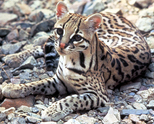 Ocelot Animal | Facts Information & Latest Pictures | All Wildlife ...