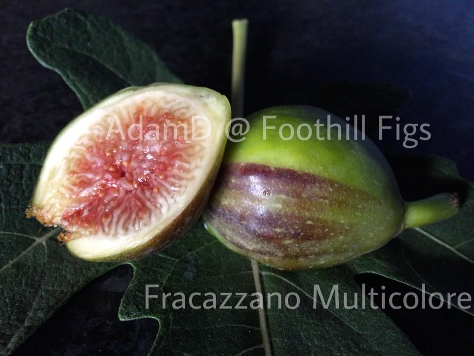 Seattle Garden & Fruit Adventures: The allure of Striped figs