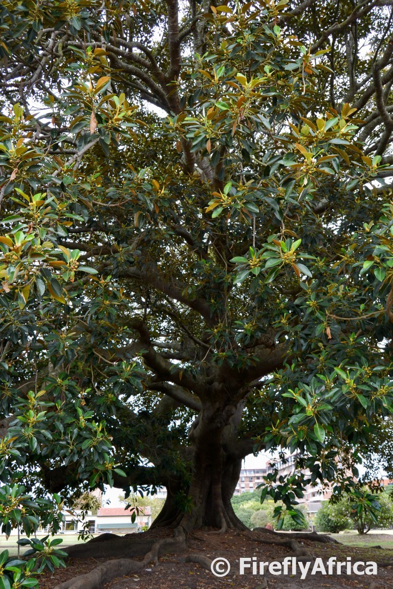 St Georges Park Wild Fig – Featured Blog