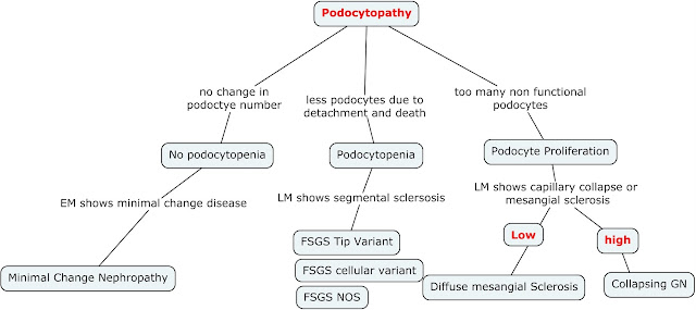 Nephron Power: Concept Map: Podocytopathies