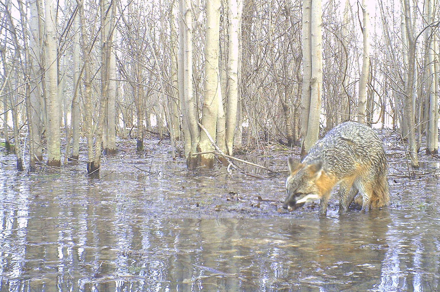 Backyard Beasts: Cache and Carry (or is it the other way around?)