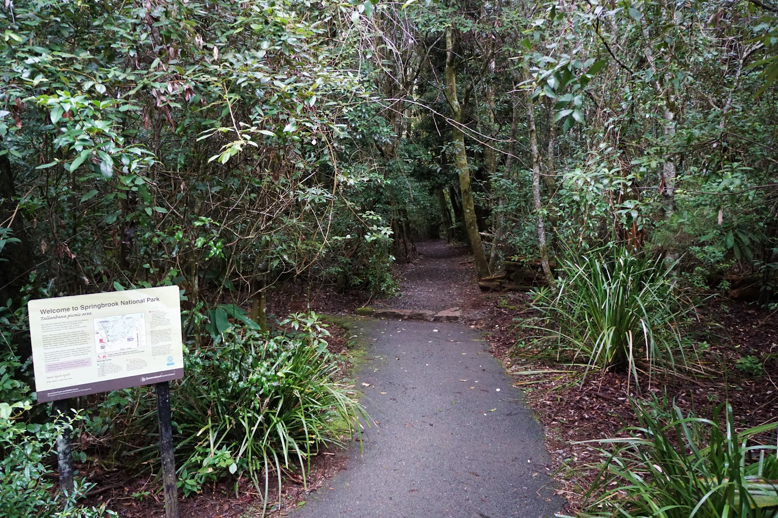 Warrie Circuit (Springbrook National Park) ~ The Long Way's Better