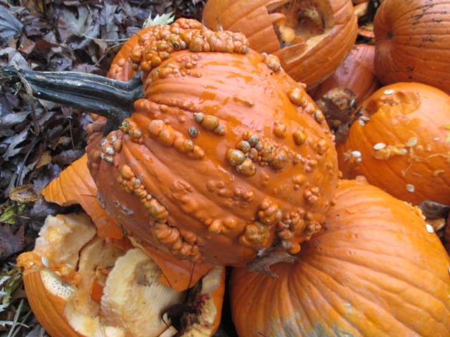 Nodding Onion Gardens: Turning Your Neighborhood into a Pumpkinhood