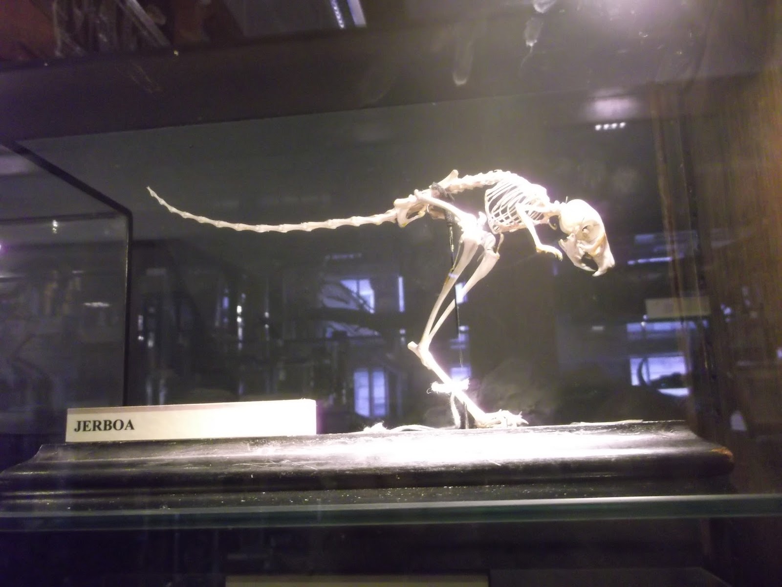 Grant Museum of Zoology, London