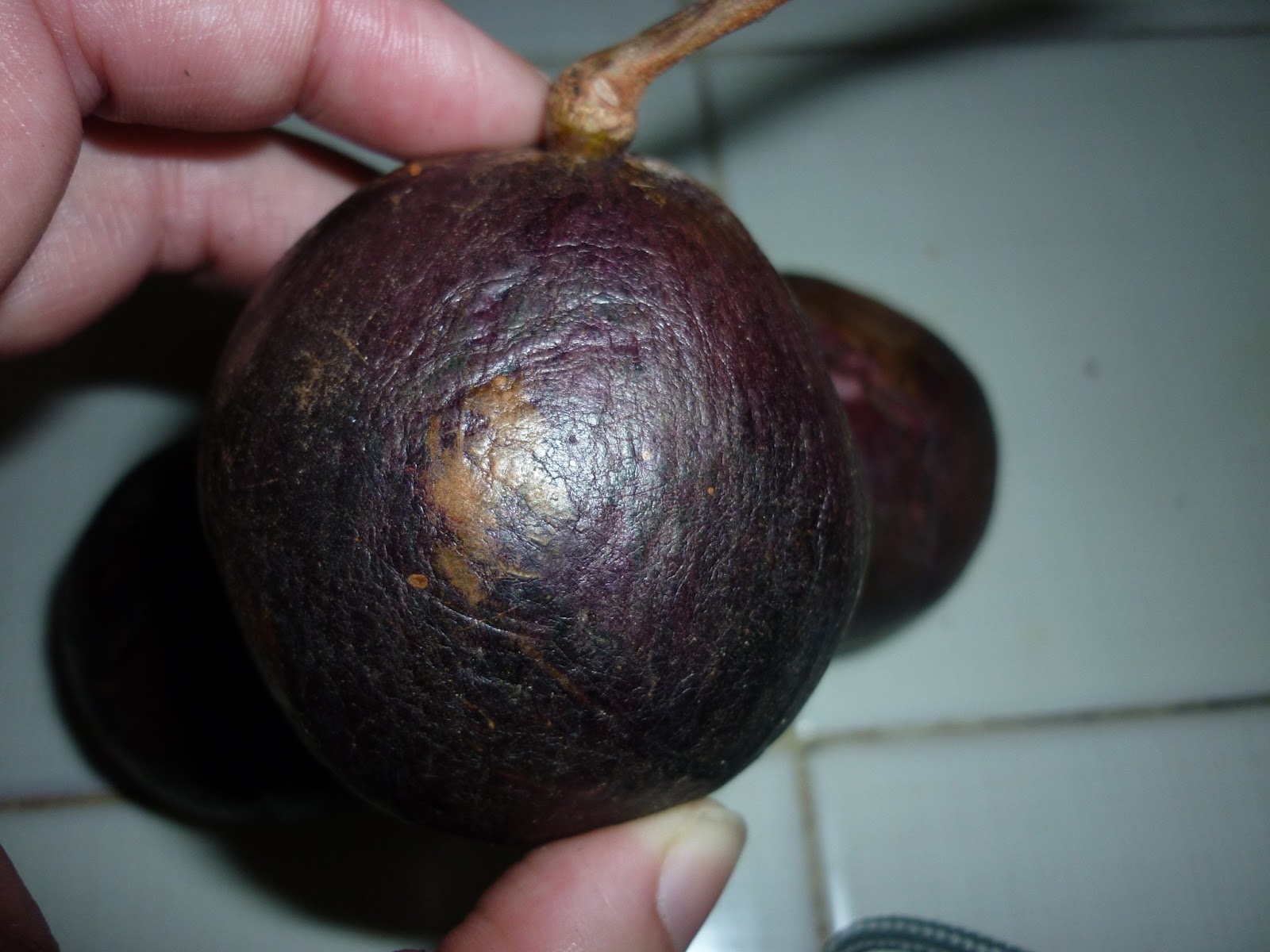 commuNICA: Fruit of the day: caimito