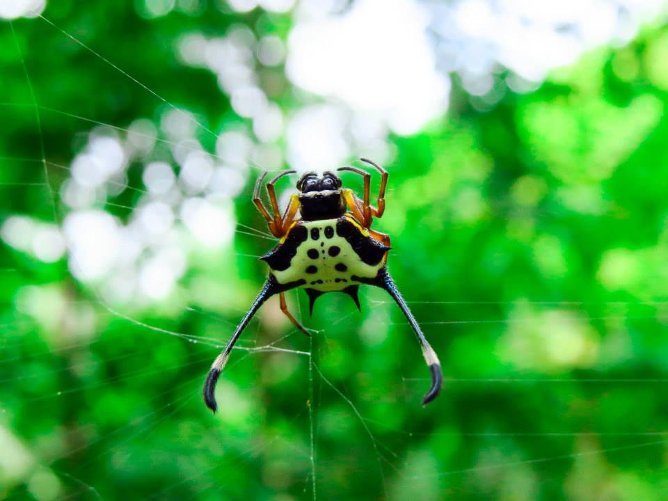 PHILIPPINE SPIDERS: Gasteracantha