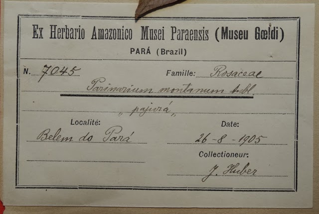 Jacques Huber and the Amazonian Botany: Plant collections