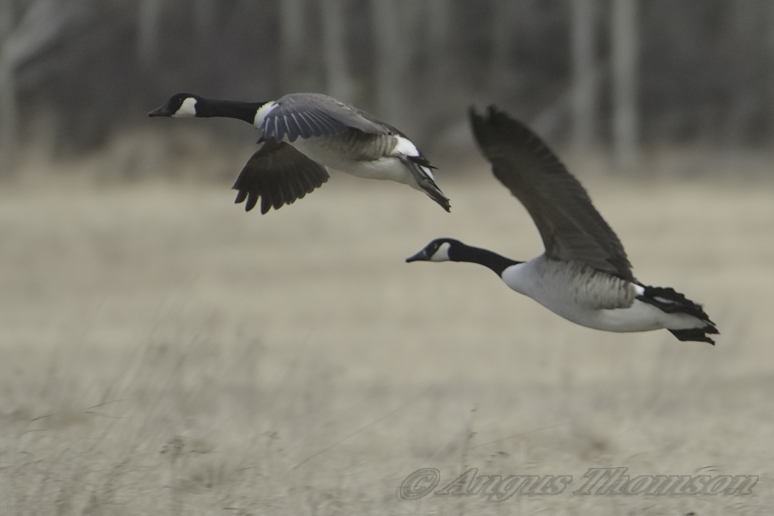 Angus-Zweden: De grote Canadese gans (Branta canadensis) .....Kanadagås